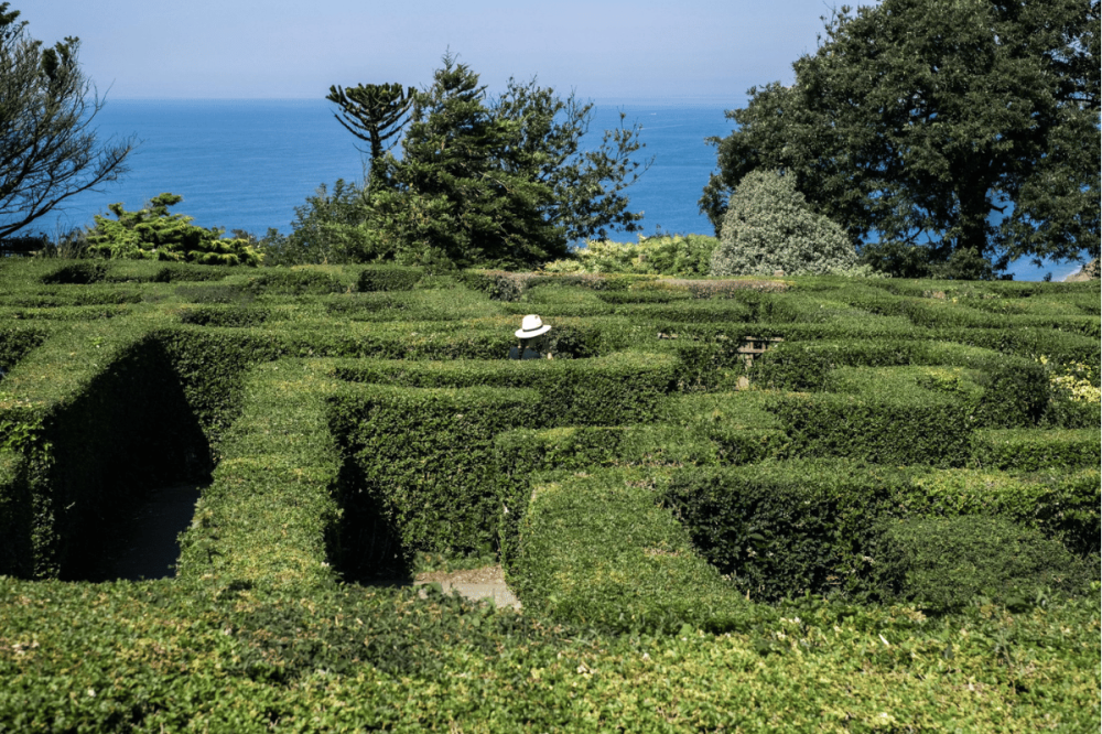 Explore the Hedge Maze at Blackgang Chine Isle of Wight